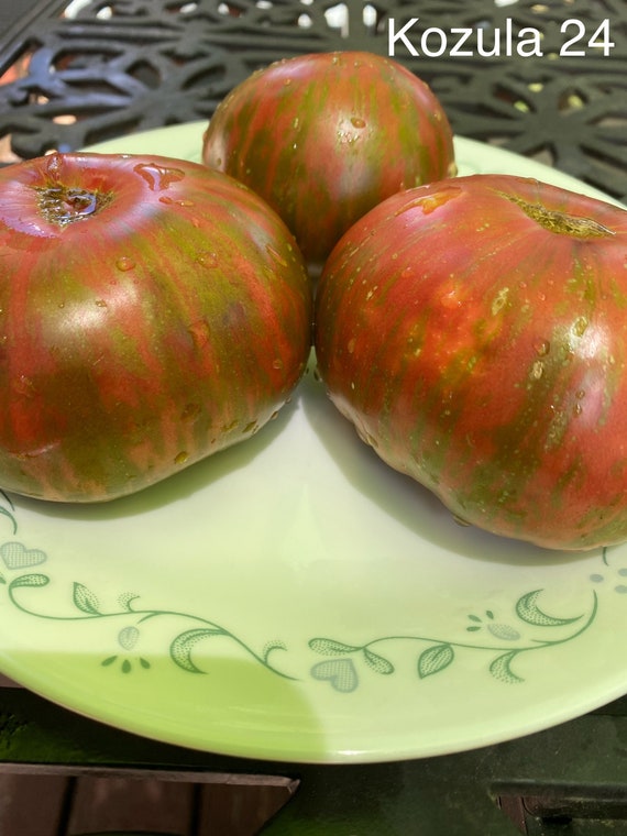 Kozula 24 Tomato Seeds - Etsy