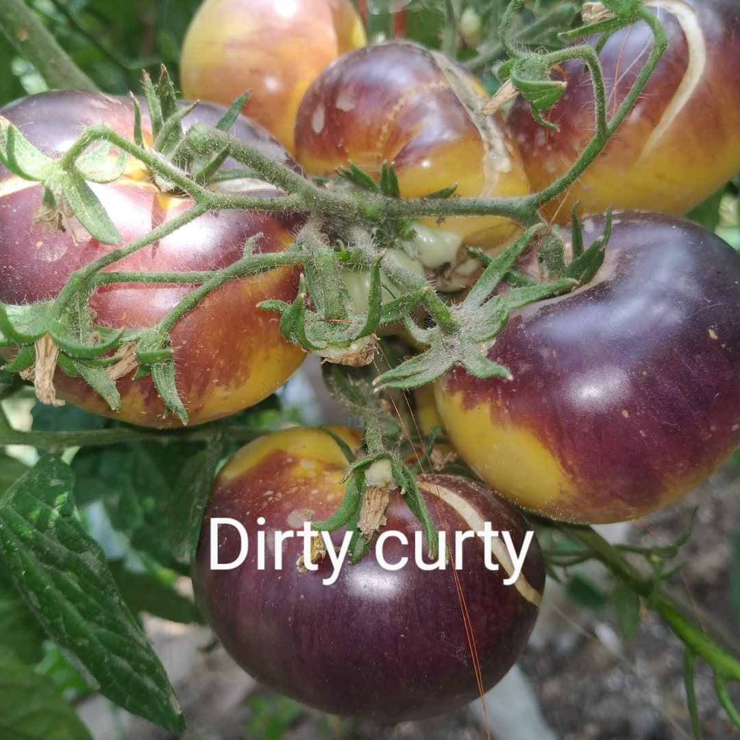 Durty Curty Tomato Seeds - Etsy