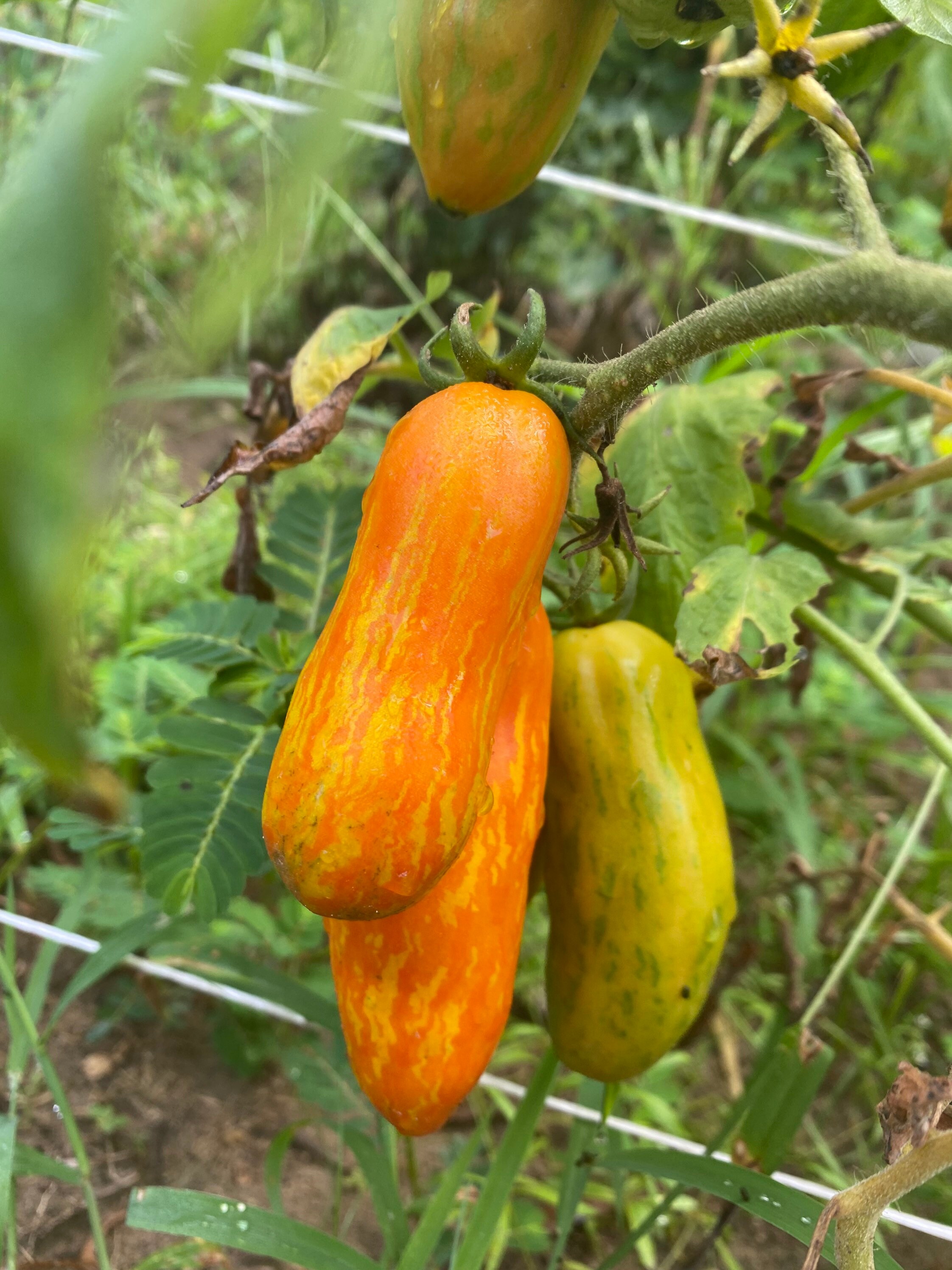 Dwarf Striped Pepper Tomato Seeds - Etsy