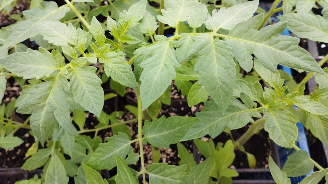 Jarson 10 Tomatoes Seeds - Etsy