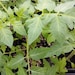Jarson 10 Tomatoes Seeds - Etsy