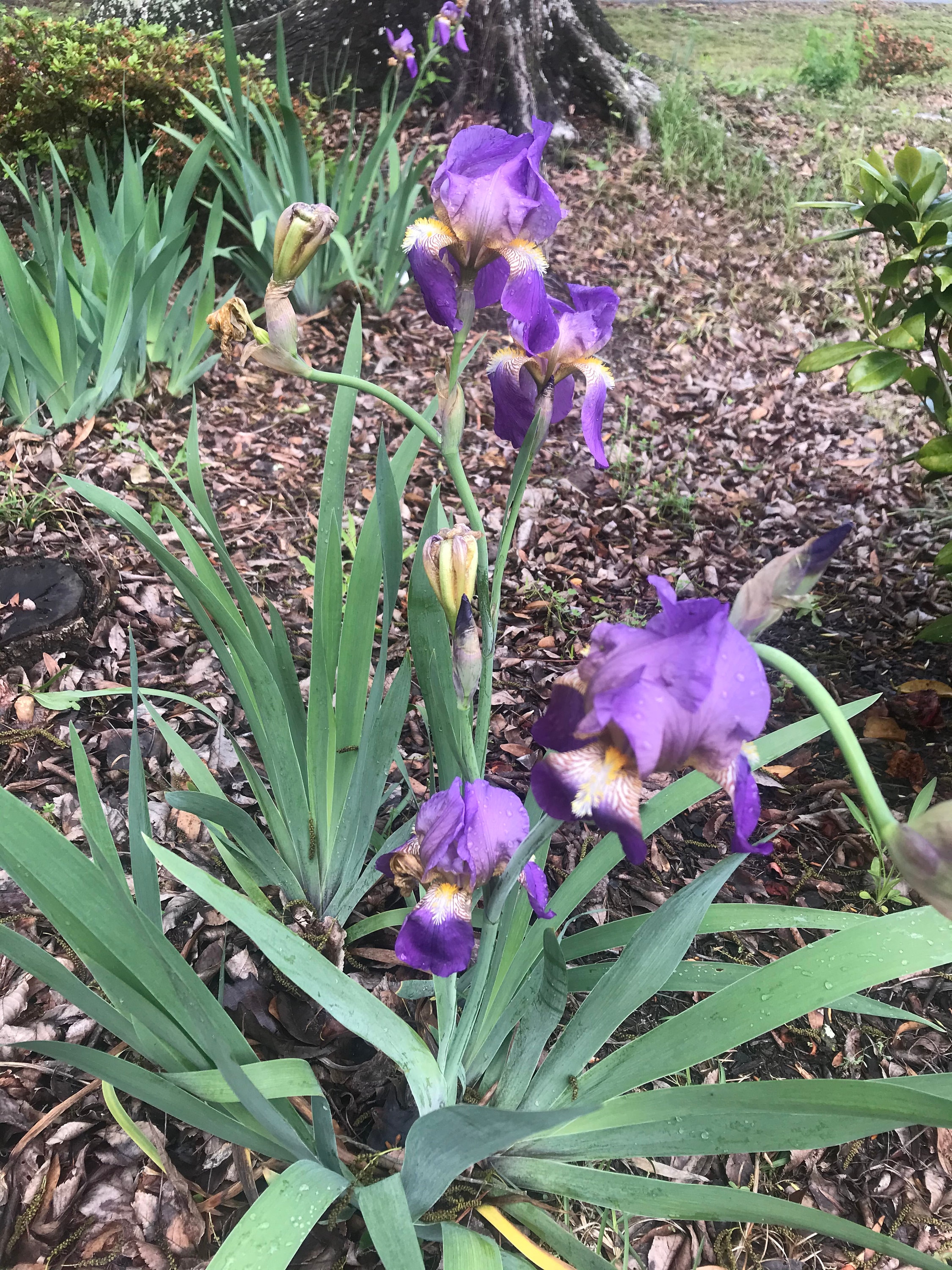 Old Fashioned Purple Iris Blooms - Etsy