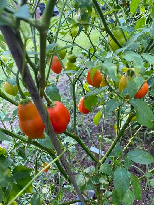 Rainforest Mild Chili Pepper Seeds - Etsy