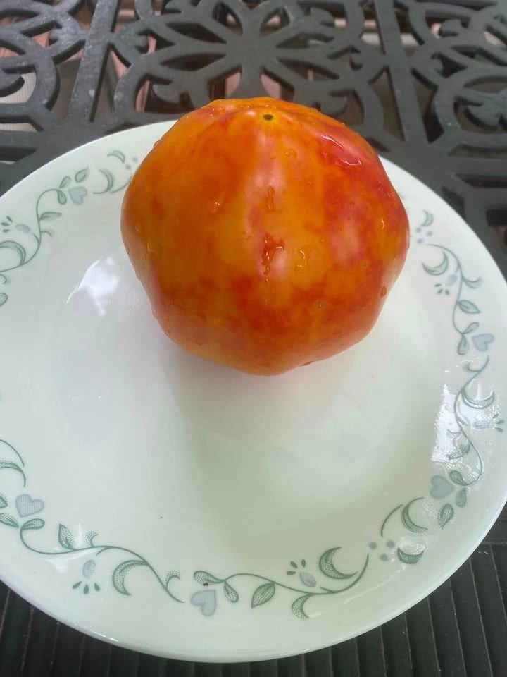 Amber Baron, Tomato Seeds From Kazakhstan Variety - Etsy