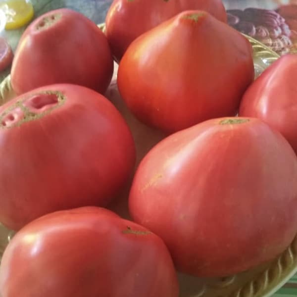 Tomatoes - Etsy