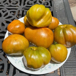 Dwarf Ochre Heart Tomato - Etsy