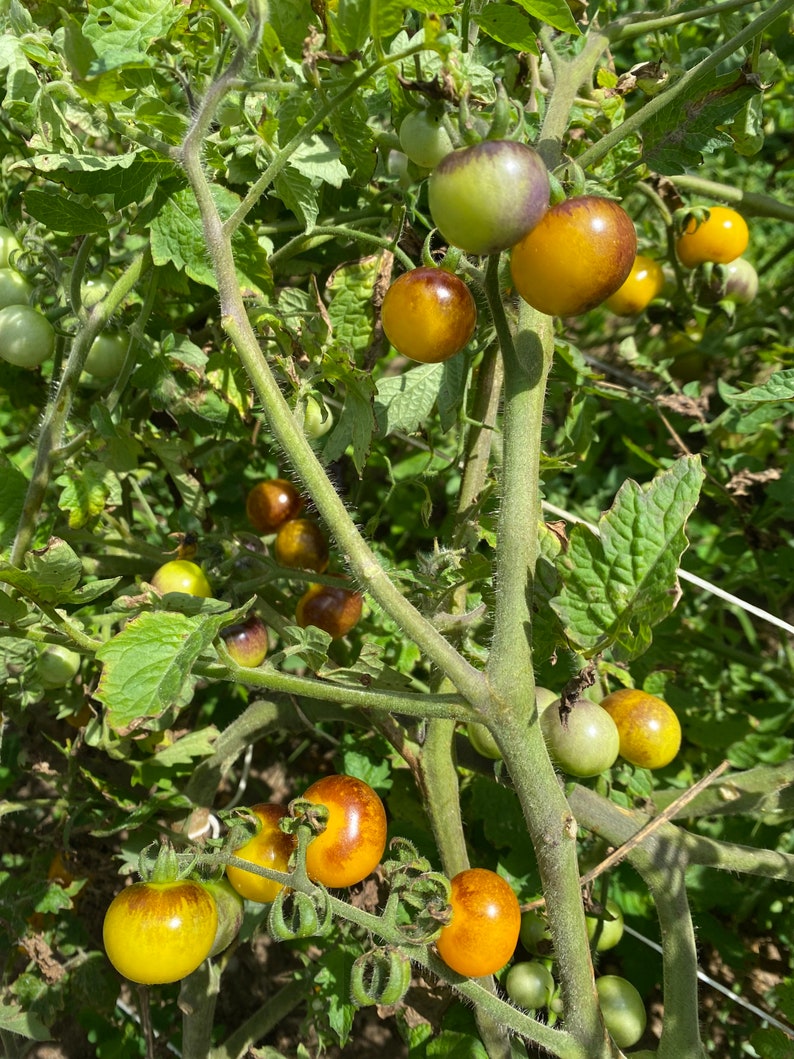 Bosque Blue Bumblebee Tomato Seeds - Etsy