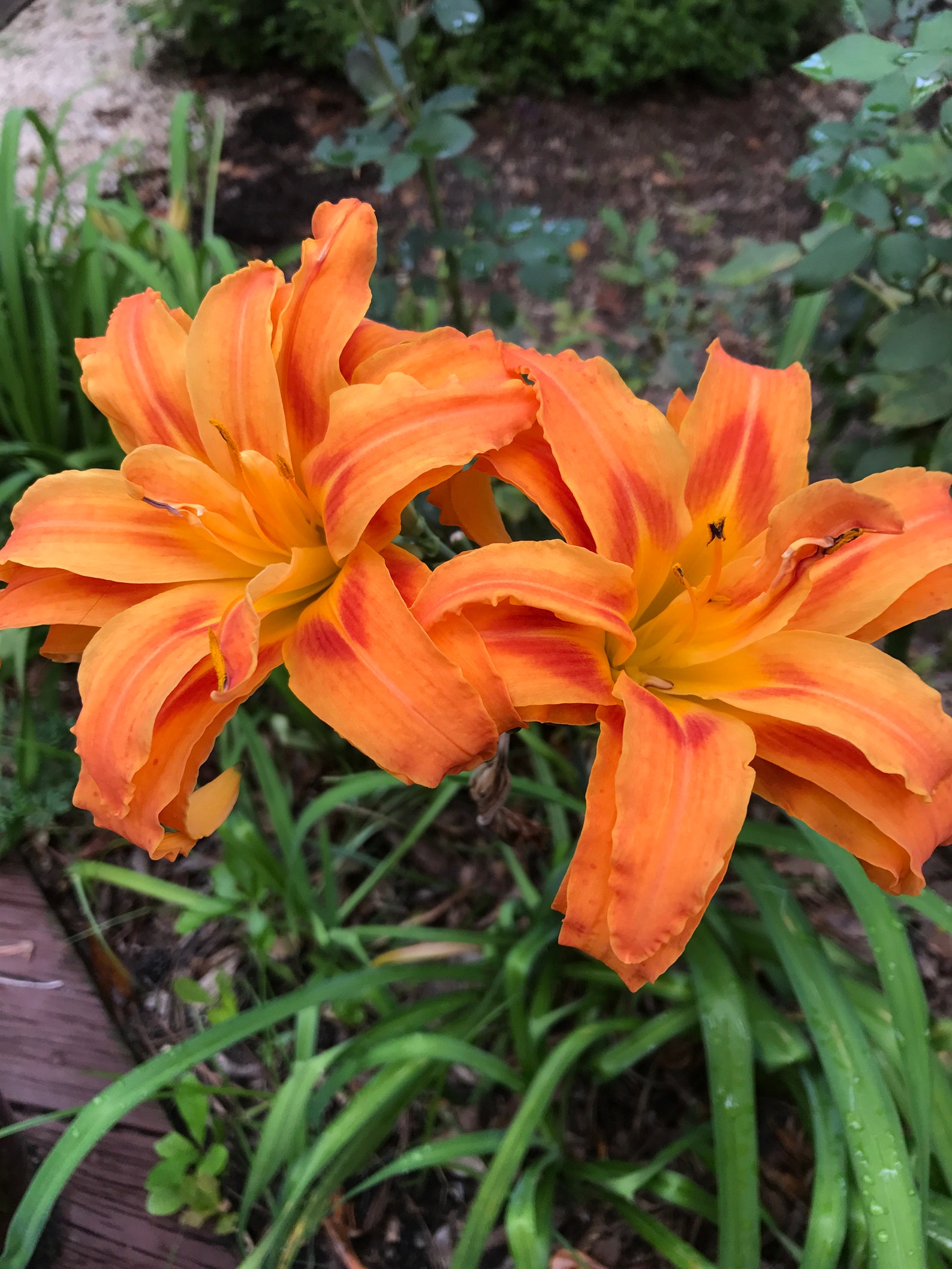 Daylily Plant - Etsy