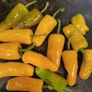 Datil Chili Pepper Seeds - Etsy