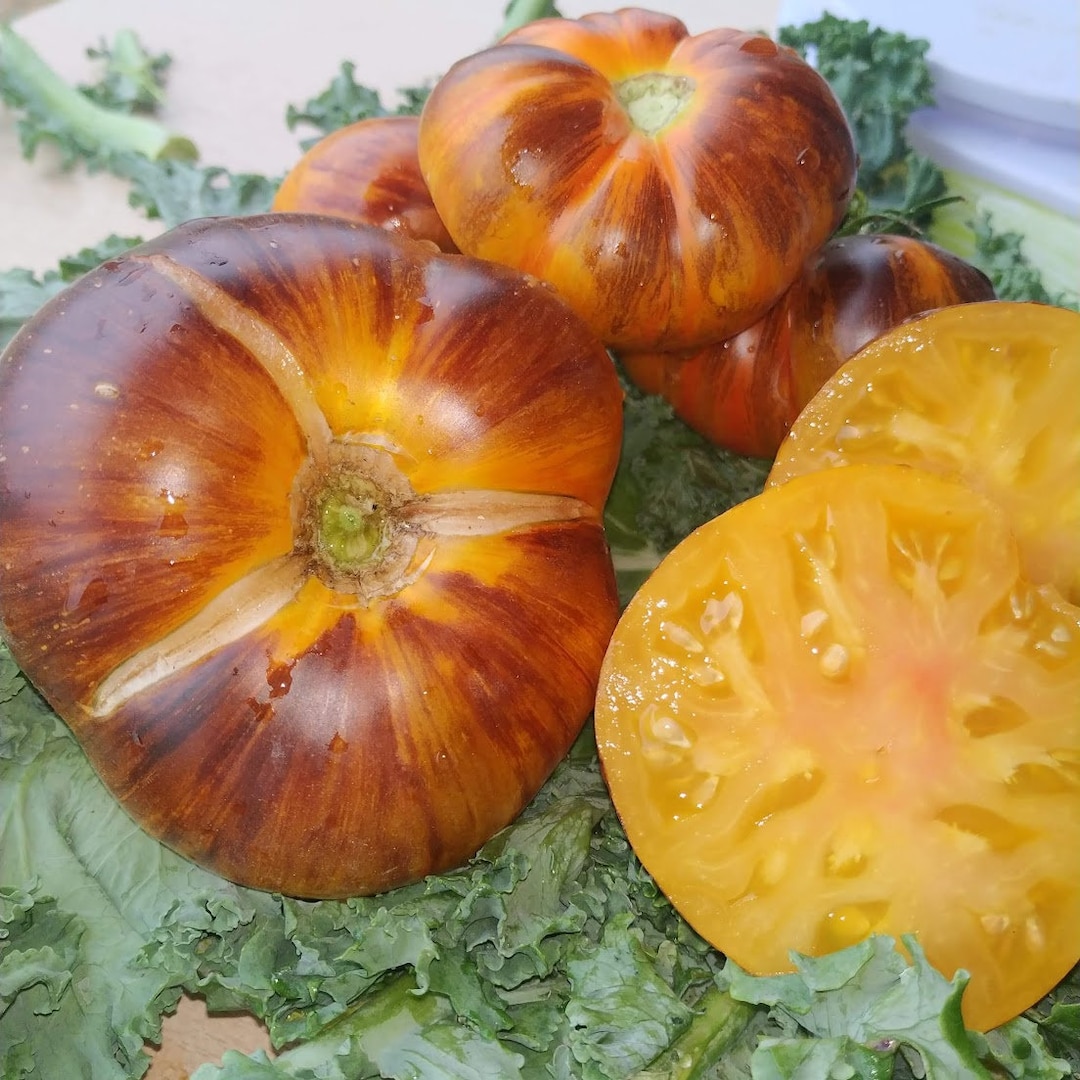 Dneeper Sunset Tomato Seeds - Etsy