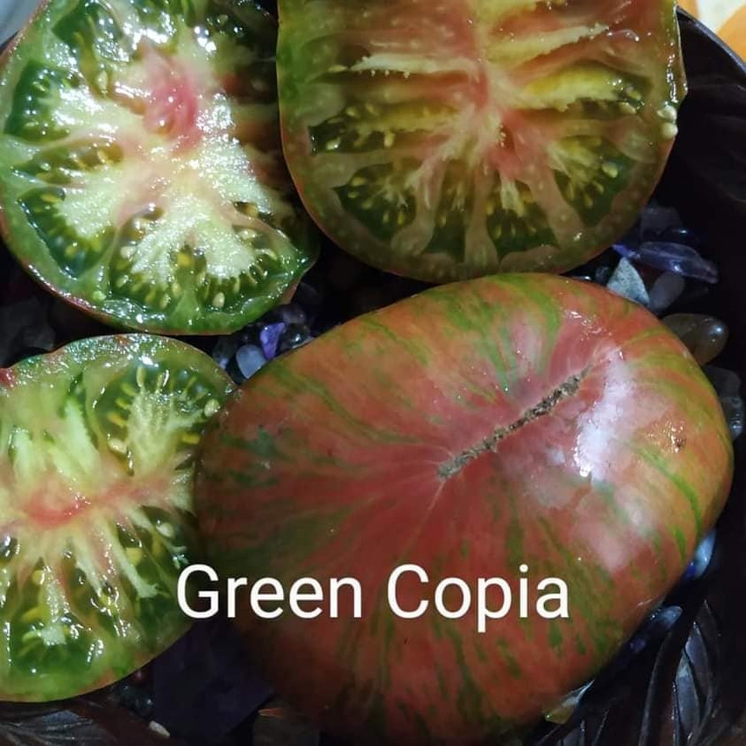 Green Copia Tomato Seeds - Etsy