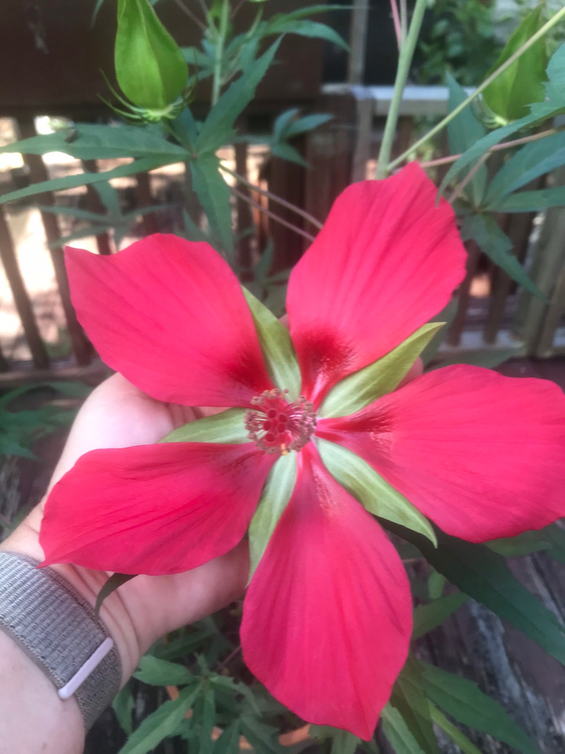 15 TEXAS STAR Red Hibiscus Seeds, Easy to Grow. - Etsy
