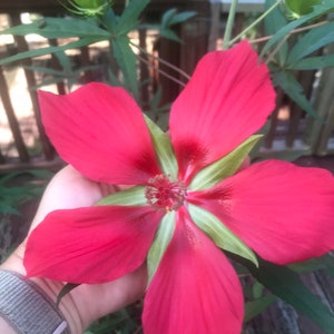 15 TEXAS STAR Red Hibiscus Seeds, Easy to Grow. - Etsy