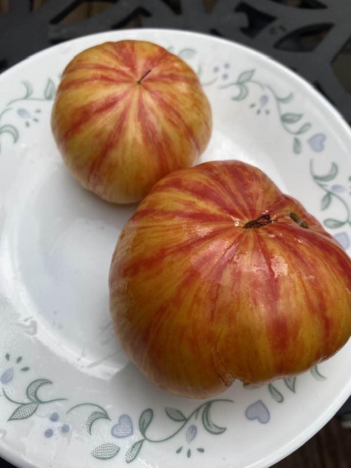 Pineapple Pig Tomato Seeds - Etsy