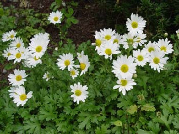 Chrysanthemum plant | Etsy