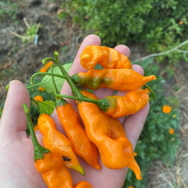 Rare Pepper Seeds - Etsy