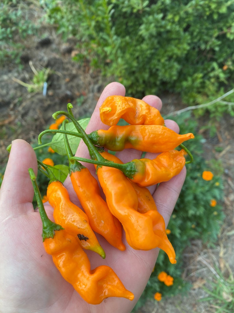 Graines de piment Aji - Etsy France