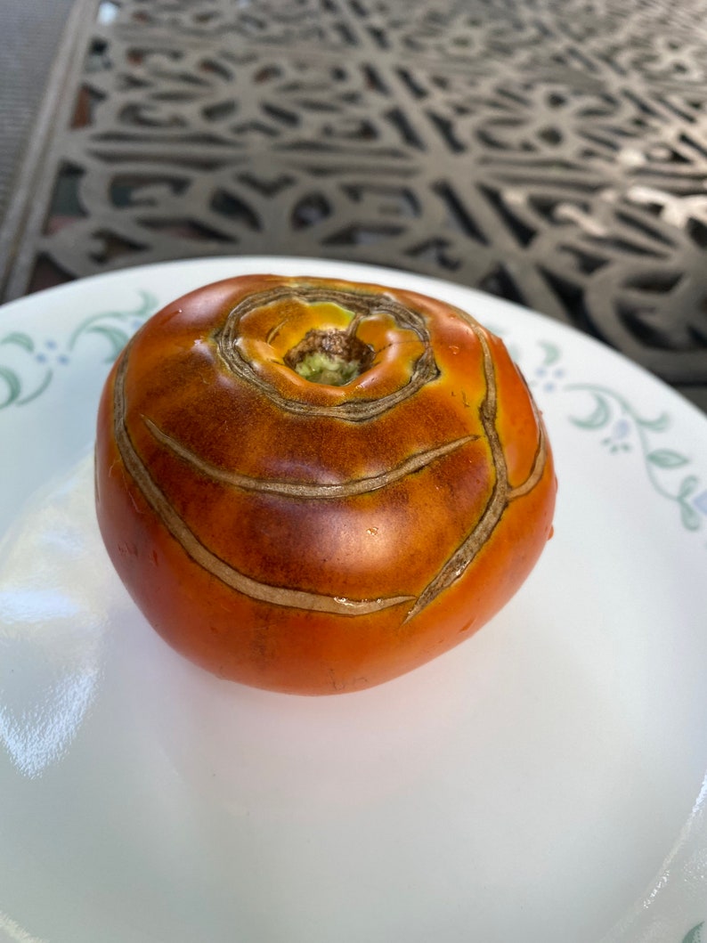 Thorburn Terracotta Tomatoes Seeds - Etsy