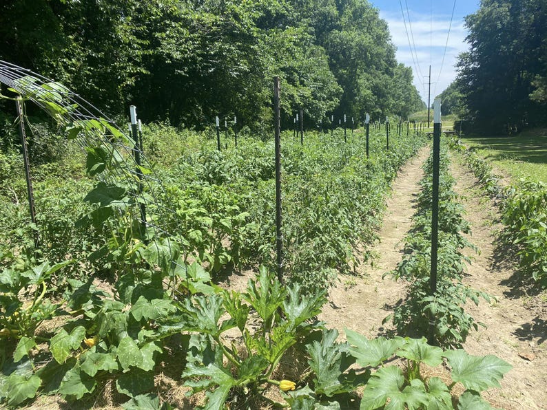 Jarson 10 Tomatoes Seeds - Etsy