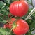 Jarson 10 Tomatoes Seeds - Etsy