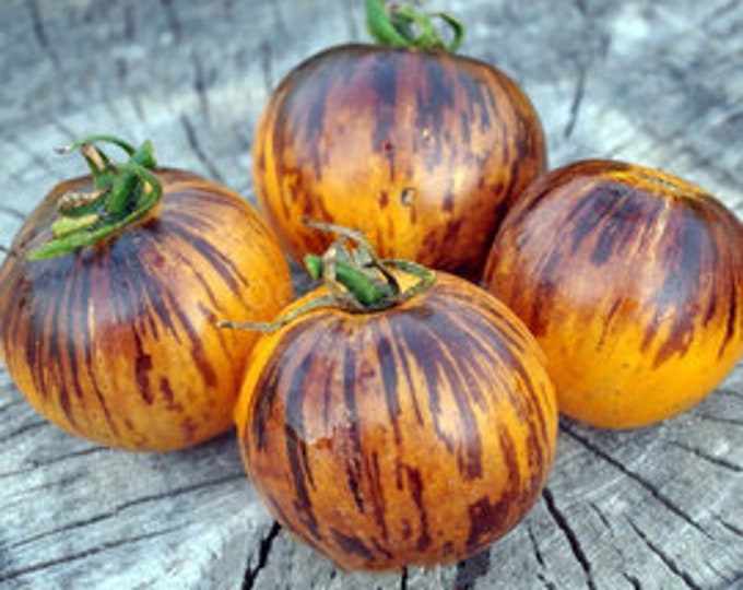Ussuri Tiger Tomato Seeds - Etsy