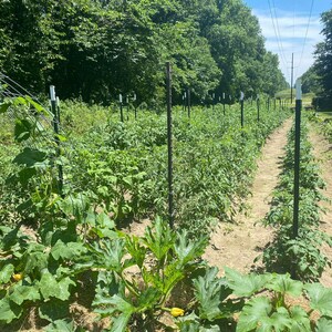 Tim's Black Ruffles Tomato Seeds - Etsy