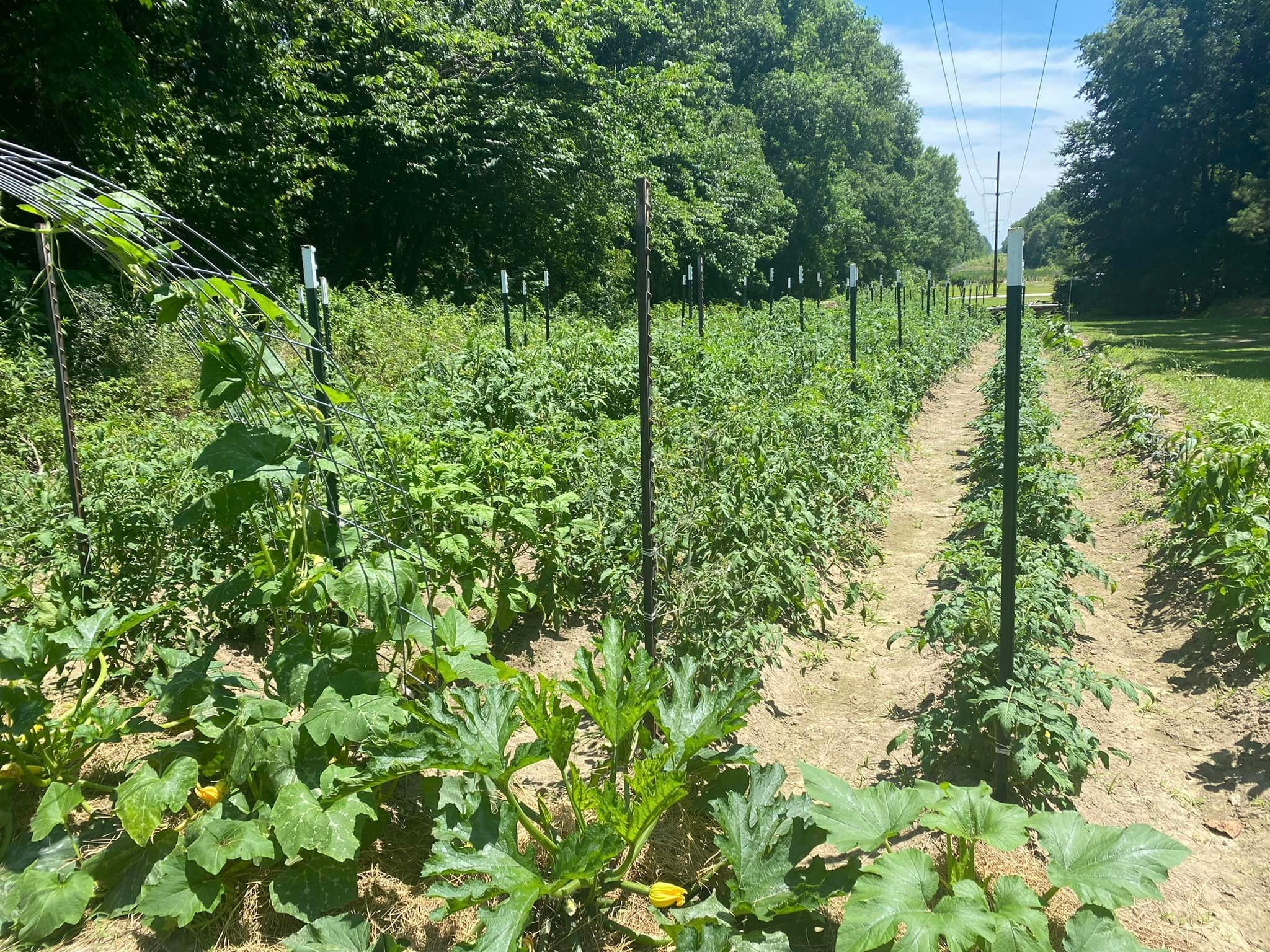 Tim's Black Ruffles Tomato Seeds - Etsy