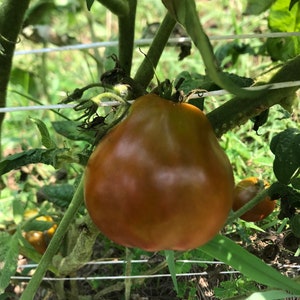 Black Truffle Tomatoes Seeds - Etsy