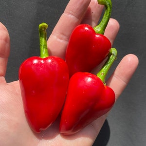 Kardoula , the Sweetest Turkish Pepper Seeds - Etsy