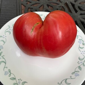 Hungarian Heart Tomato Seeds - Etsy