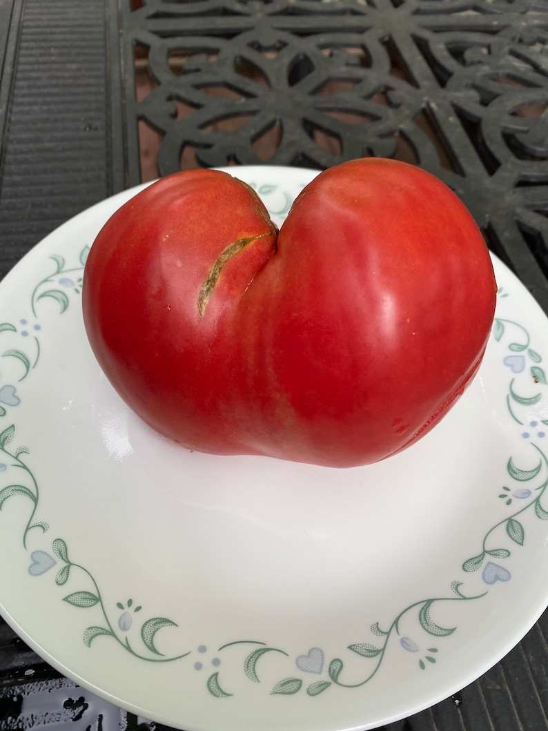 Hungarian Heart Tomato Seeds - Etsy