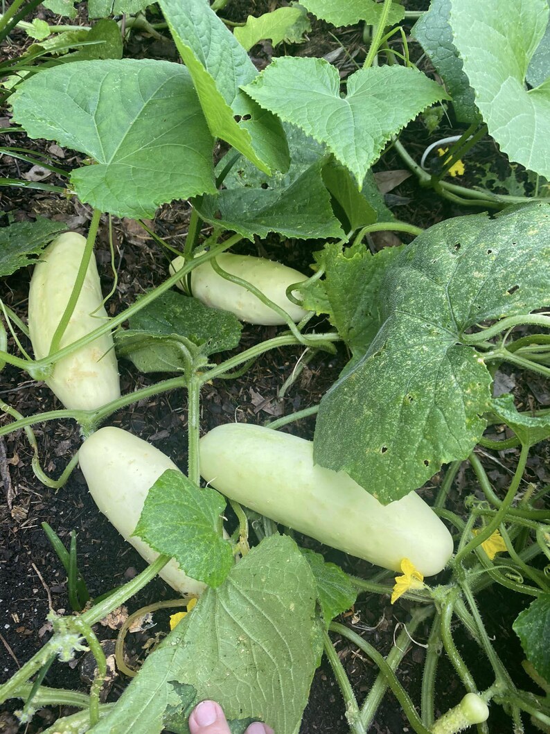 Silver Slicer Cucumber Seeds - Etsy