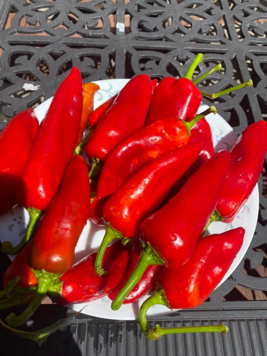 Joelene's Rustic Italian Sweet Pepper Seeds - Etsy