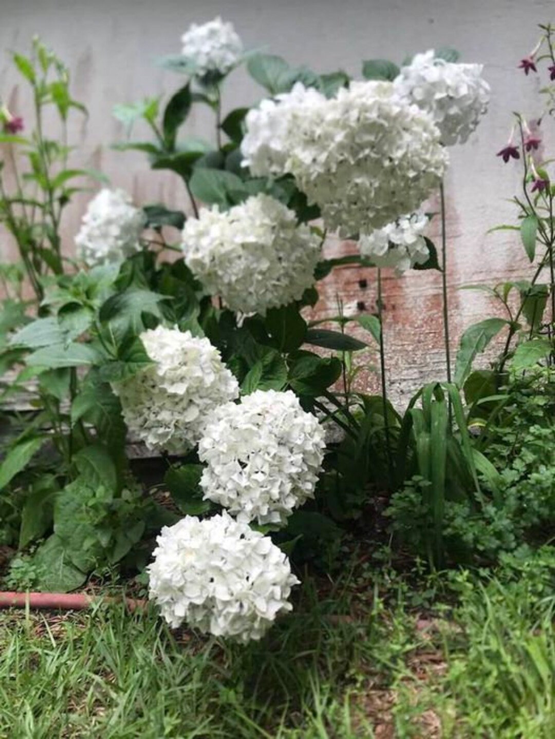 Sister Teresa Hydrangea Macrophylla Alive Plant, 4-6 Inches - Etsy