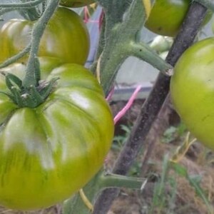 Dwarf Parfait Tomato Seeds - Etsy