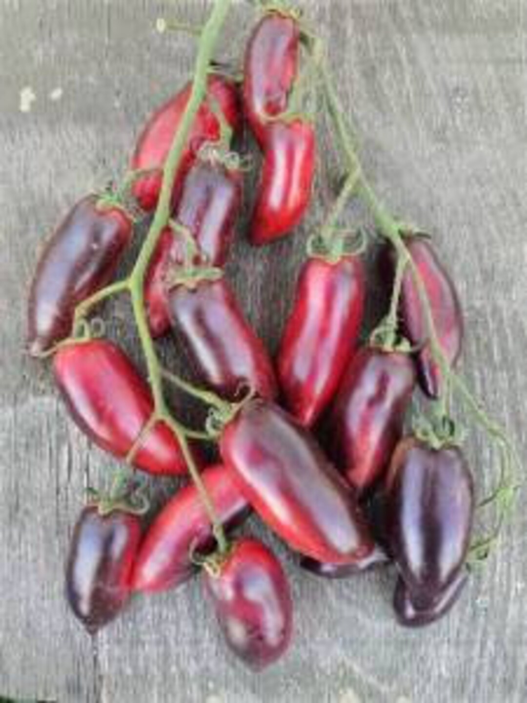 Slivka Gurman Tomato Seeds - Etsy