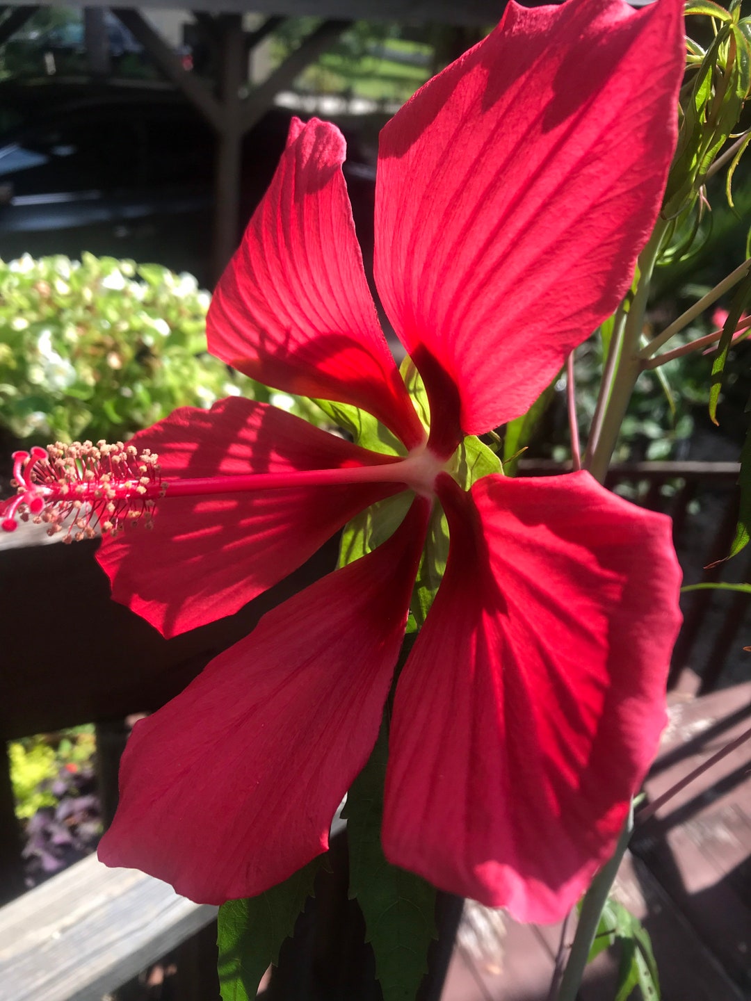15 TEXAS STAR Red Hibiscus Seeds, Easy to Grow. - Etsy