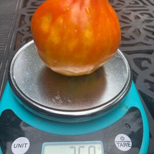 Amber Baron, Tomato Seeds From Kazakhstan Variety - Etsy