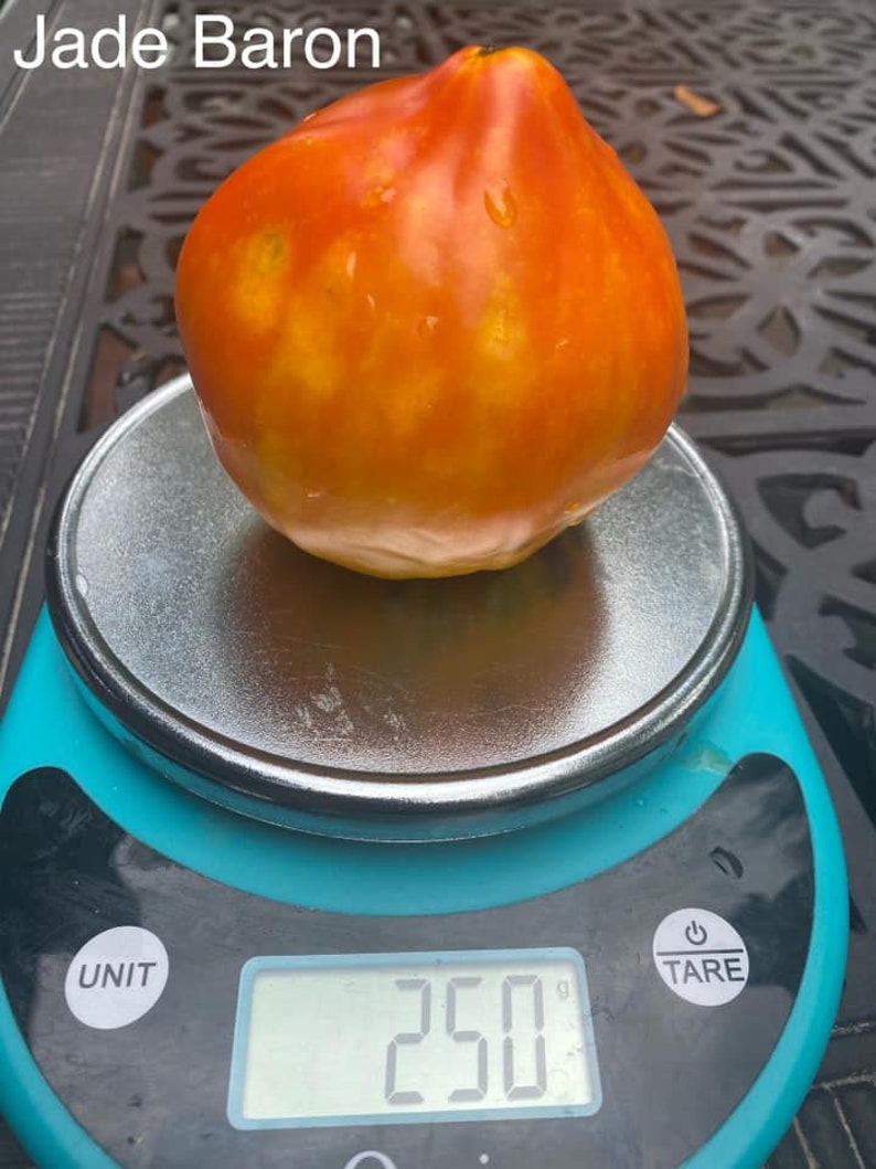 Amber Baron, Tomato Seeds From Kazakhstan Variety - Etsy