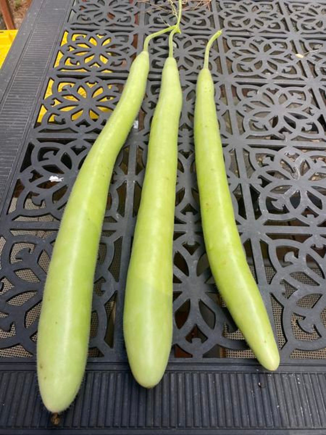 Cucuzzi Squash Seeds - Etsy