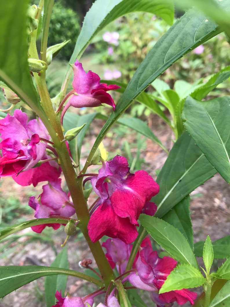 50 Balsam Flower Seeds - Etsy