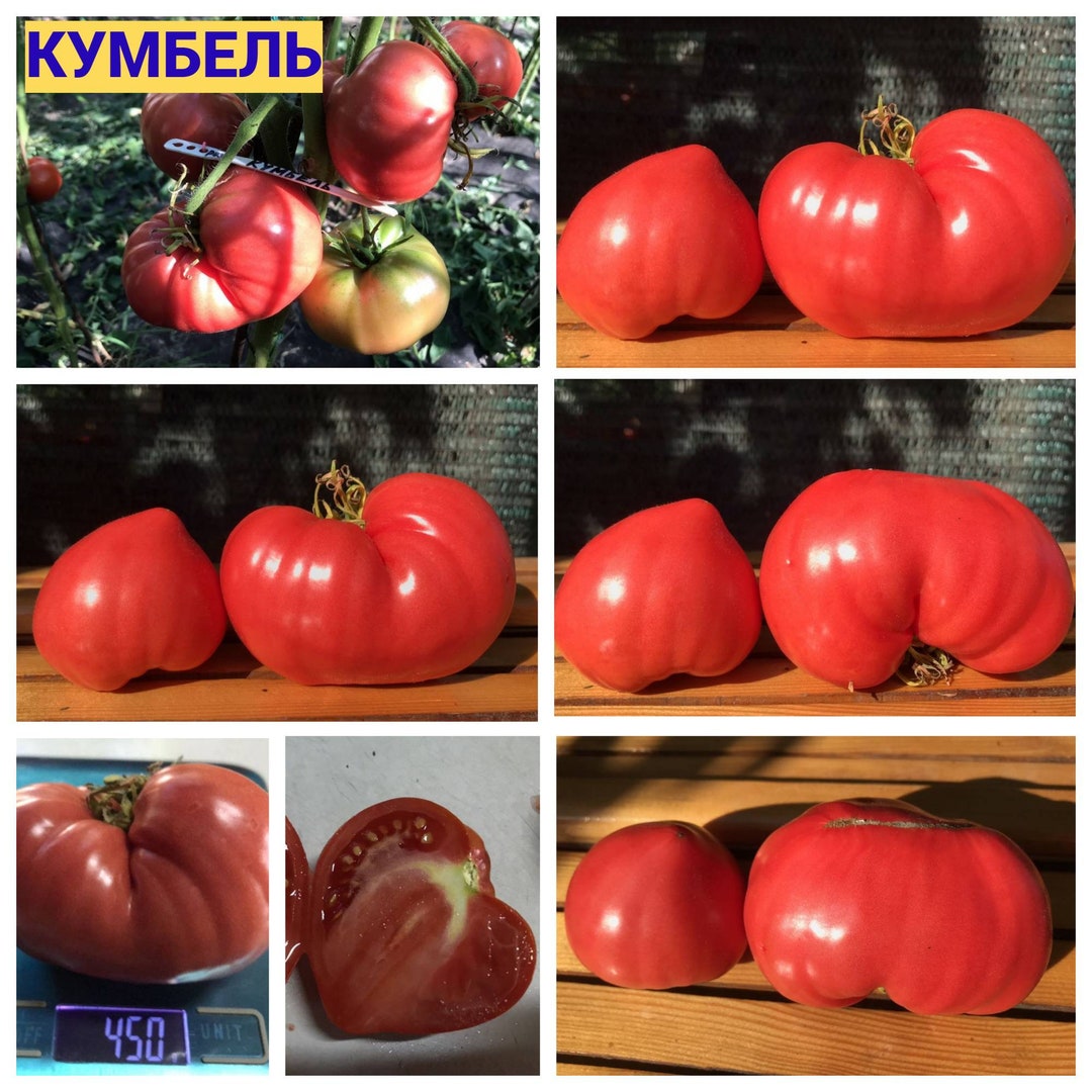 Kumbel Tomatensamen aus Kasachstan - Etsy.de
