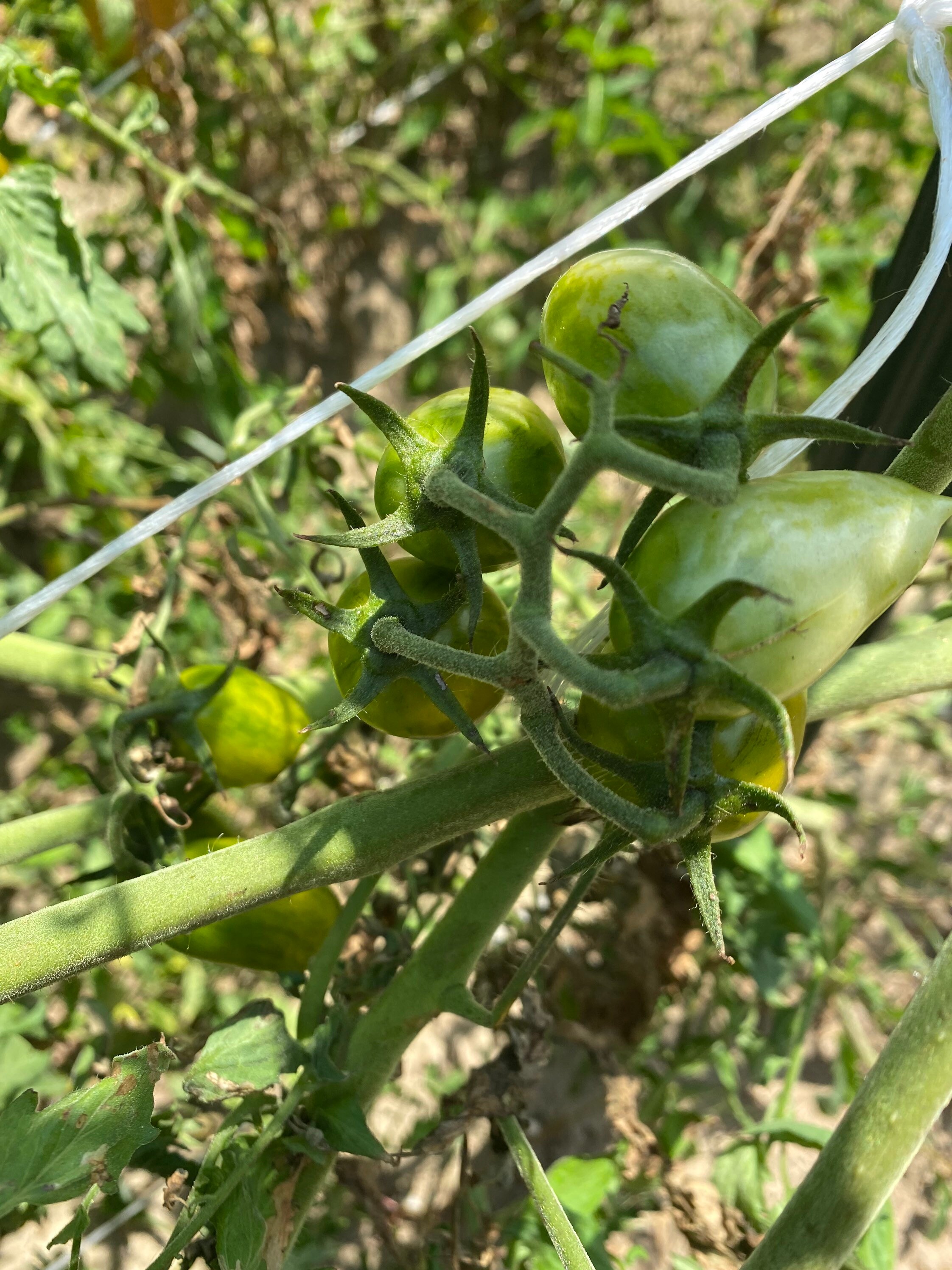 Green Tiger Eye Tomato Seeds - Etsy