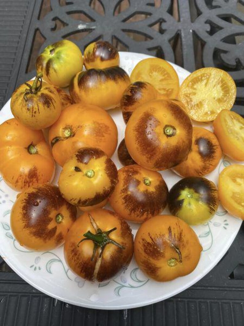 Dwarf Gondwana Moon Tomato Seeds - Etsy