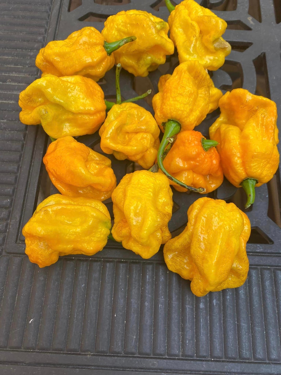 BJ Goorong Peppers Seeds - Etsy