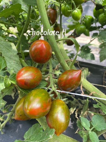 Chocolate Striped Cherry Tomato - Etsy