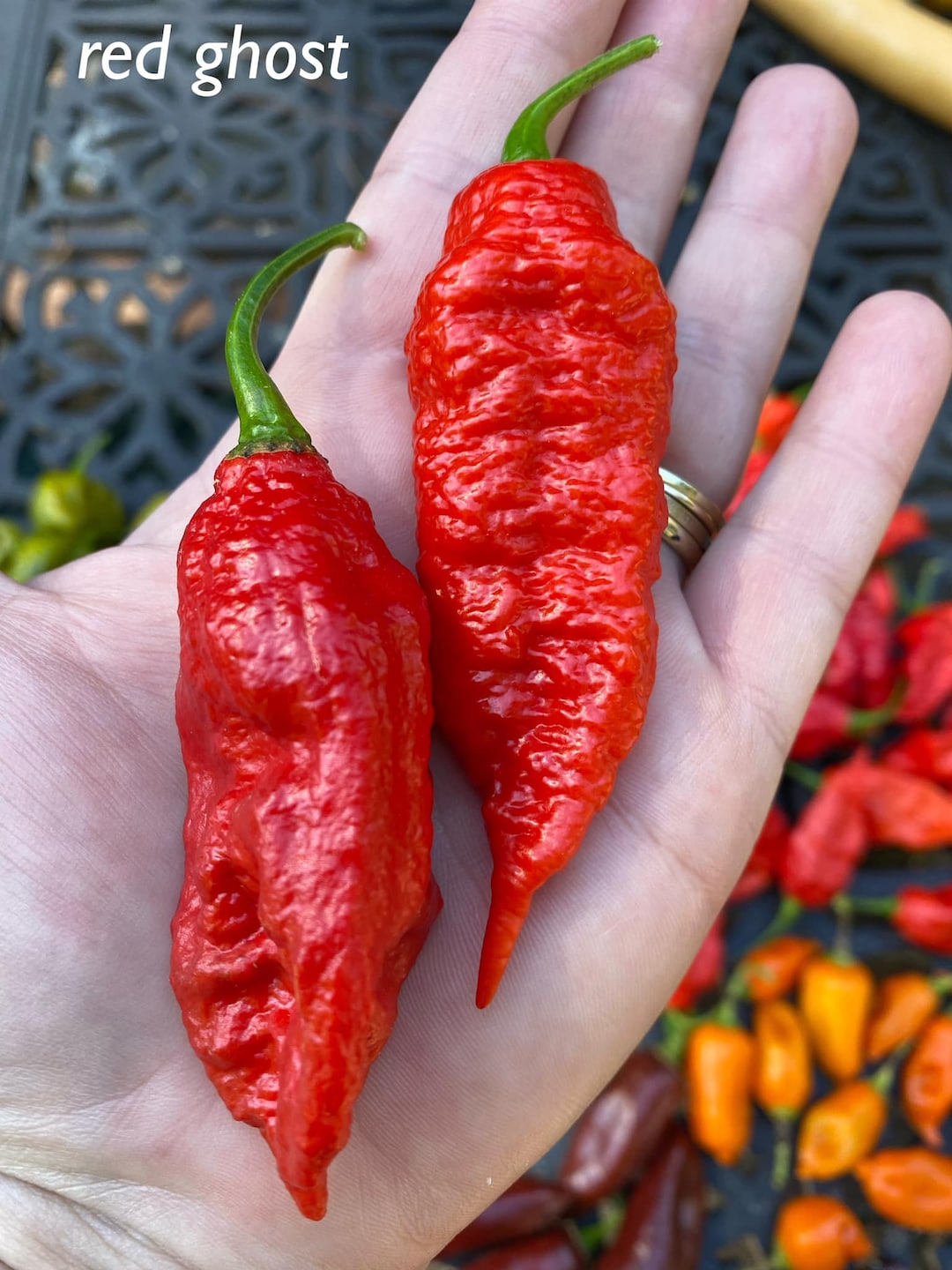 Red Ghost Pepper Seeds - Etsy