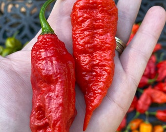 Ghost Pepper, 25 Seeds HOT NON-GMO Organically Grown - Etsy
