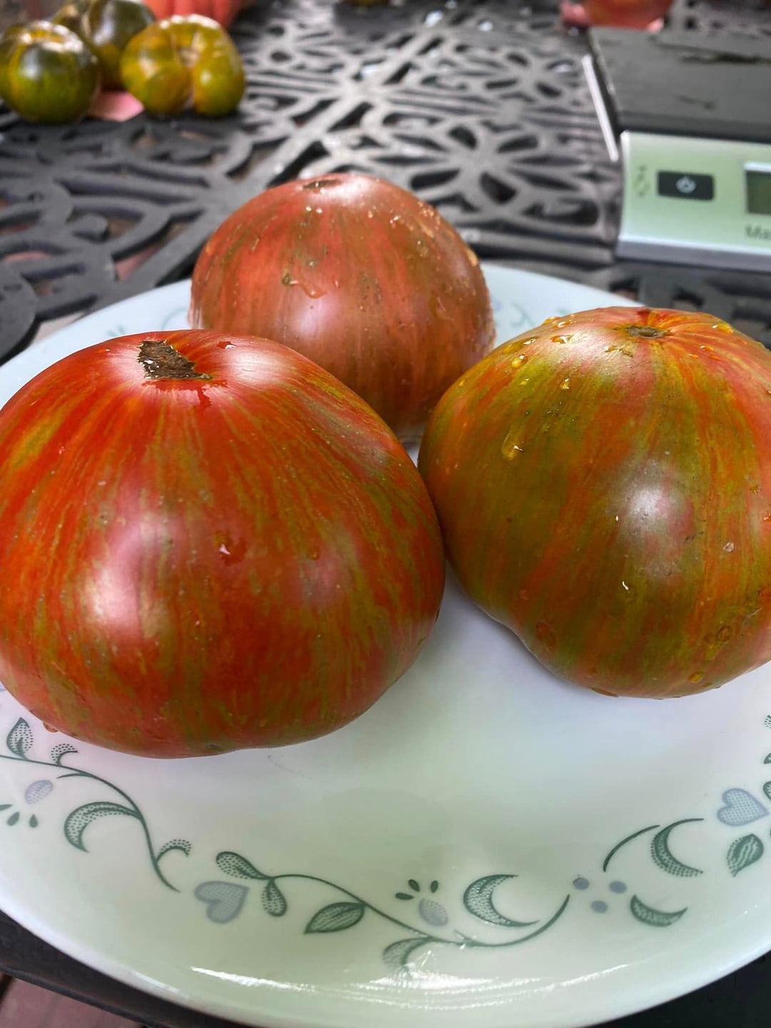 Kozula 125 Tomato Seeds - Etsy