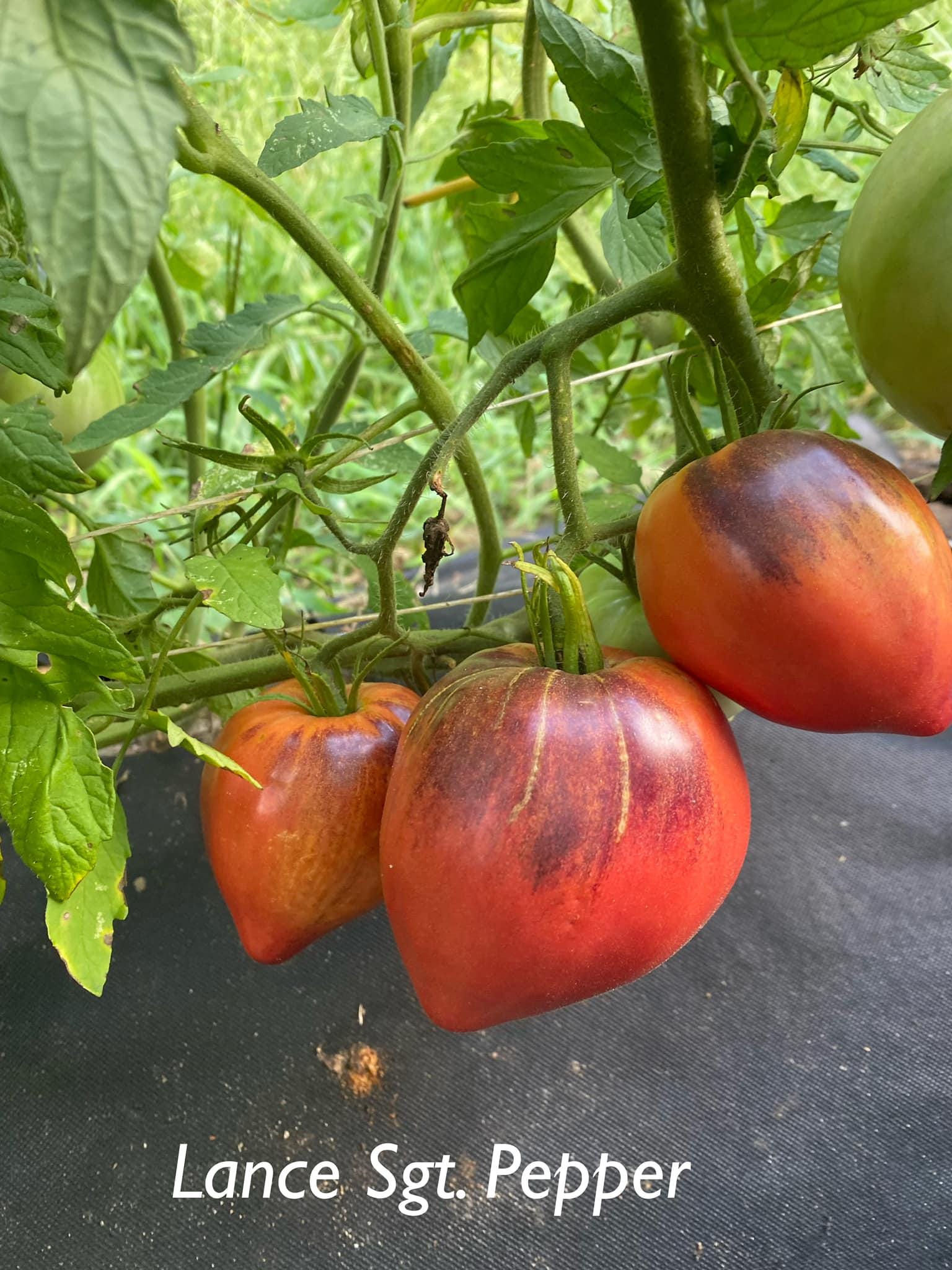 Lance Sgt.pepper Tomato Seeds - Etsy